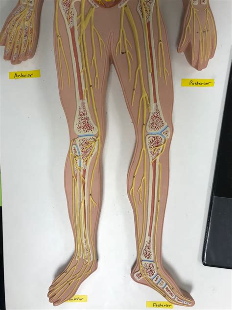 Sacral Plexus Diagram Quizlet