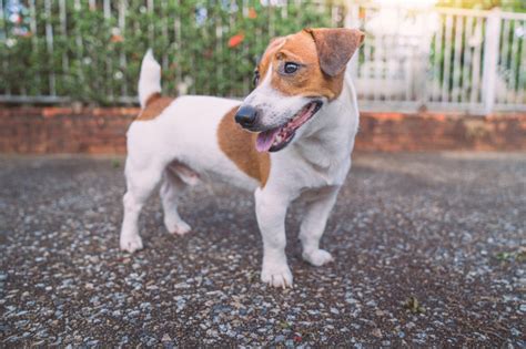 행복한 즐겁고 장난 잭 러셀 개 휴식과 여름 휴가 휴가에 공원 야외 와 외부에서 Gress 정원에 휴식 0명에 대한 스톡 사진 및 기타 이미지 Istock