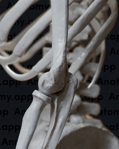 The Fastest Way To Learn Anatomy Master Anatomy With Life Like Precision Explore Interactive