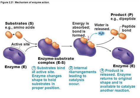 Understanding The Interaction Between Substrates And Enzymes A Diagram