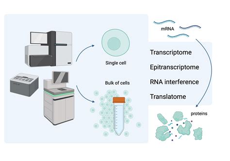 Workability Of Mrna Sequencing For Predicting Protein Abundance