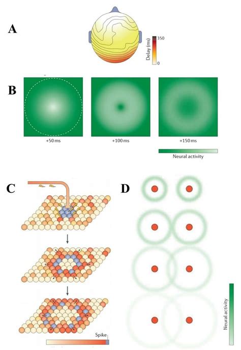Examples Of Cortical Travelling Waves Figure 1a The Slow Oscillations Download Scientific