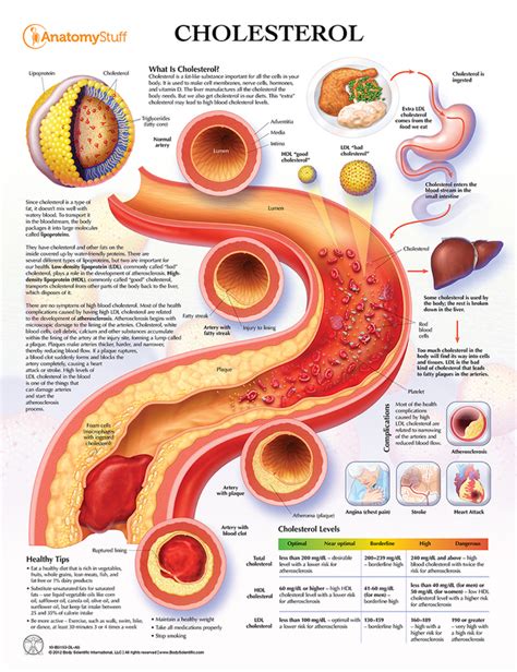 Cholesterol Understanding Ldl Hdl Chart Poster Laminated Ldl100 Anatomystuff Howtodoes