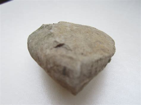 Aide Identification Bivalve Demandes D Identification De Fossiles Géoforum