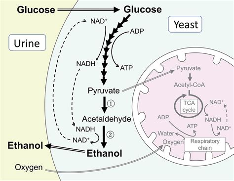 Alcoholic Fermentation Diagram Fermentation — Definition And Role In