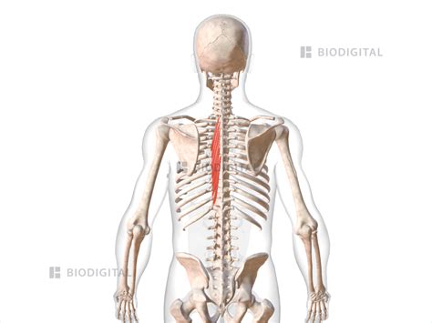 Left Semispinalis Thoracis Biodigital Anatomy