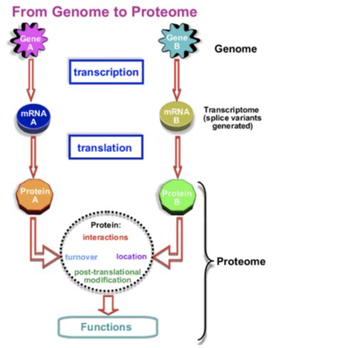 Module 1 Amino Acids Peptides And Proteins Flashcards Quizlet