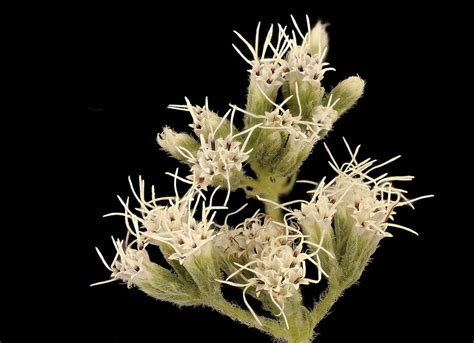 Boneset Images Free Photos Png Stickers Wallpapers And Backgrounds Rawpixel