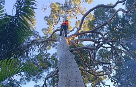 Tree Pruning Services Sydney Tree Trimming Specialists
