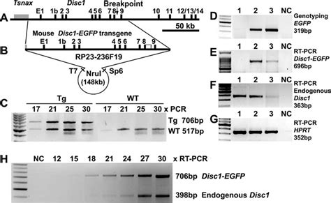 The Truncated Mouse Disc1 Transgene And Expression A Genomic Download Scientific Diagram