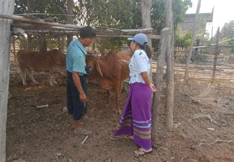 ငဖဲမြို့နယ် ငရံ့ချောင်းကျေးရွာမှ နွားကောင်ရေ ၃၂၅ ကောင်အား ပေါင်ပုပ်လက်ပုပ်ရောဂါကာကွယ်ဆေး ကွင