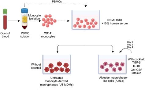 Figure 1 From Protocol To Develop Human Alveolar Macrophage Like Cells From Mononuclear Cells Or