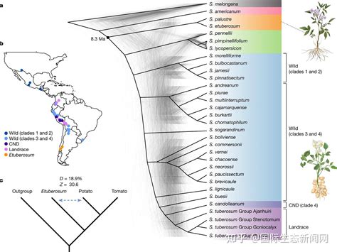 Nature：野生和栽培马铃薯的基因组进化与多样性 知乎