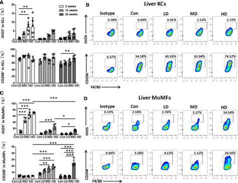 Dual Role Of Hepatic Macrophages In The Establishment Of The