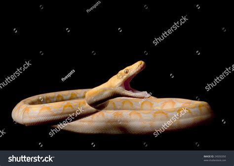 Lavender Albino Reticulated Python Python Reticulatus Isolated On Black Background Stock