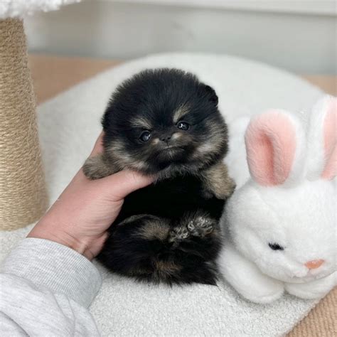 실시간분양 초미니 타입 블랙탄포메분양 포메라니안 분양가 네이버 블로그