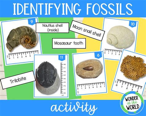 Fossil Identification Printable Science Lesson Activity A4 And 8 5x11 Inch Digital Download