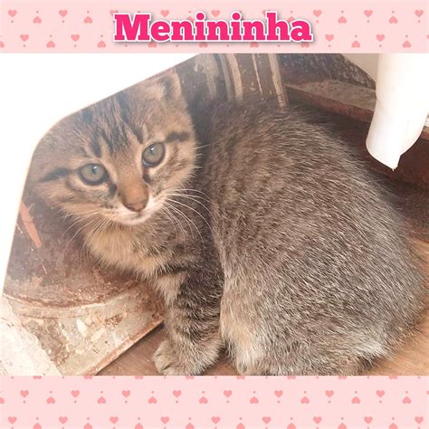 Gatinha💜 Menininha Com Projeto Sete Vidas Facebook