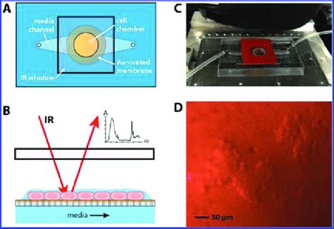 Microfluidic Membrane Device Schematic A Device Is Composed Of A Download Scientific Diagram