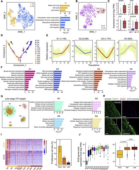 Single Cell Transcriptome Analysis Maps The Developmental Track Of The