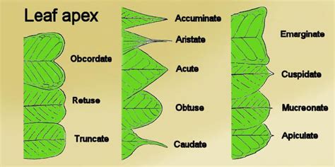 Leaf Apex Plant Identification Toxicodendron Radicans Types Of Flowers
