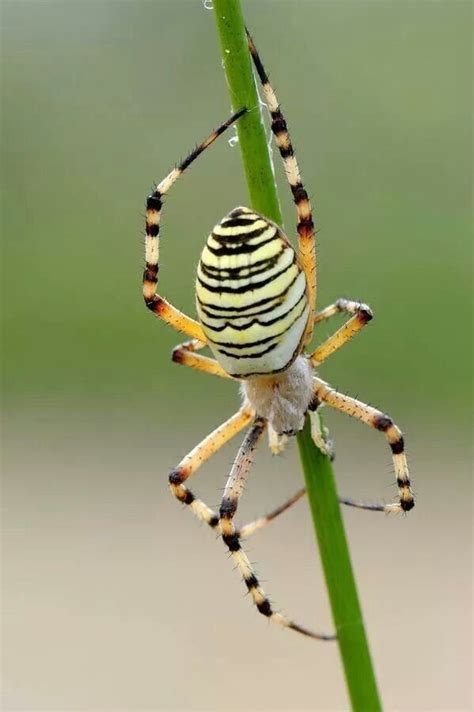 Pin By 𝑆𝑜𝑙𝑜 On 𝐀𝐍𝐈𝐌𝐀𝐋𝐄𝐒 Spider Spider Species Arachnids