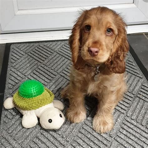 Meet Winnie The Cocker Spaniel That Looks Like A Real Life Disney