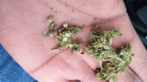 What To Do With Weed Stems