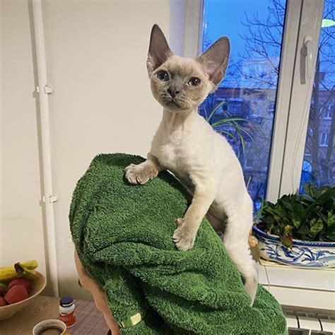 Devon Rex Kittens For Sale In Usa Certified Breeder Home Delivery