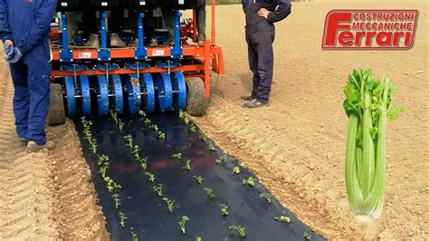 Transplanting Celery With Ferrari Flash Transplanter Youtube