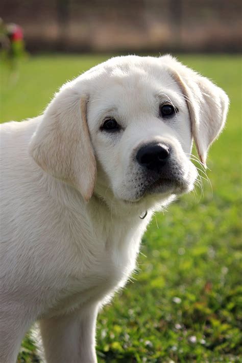 Vada „f“ Hit Of Hit Endorfin And Gerulis Baltic Pearl Gerulis