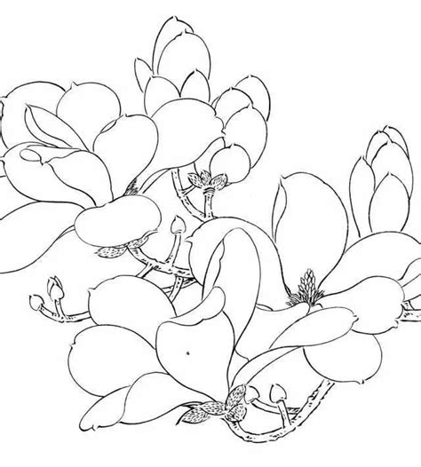 工笔柿子线描稿 柿子线描 工笔画柿子白描底稿 大山谷图库