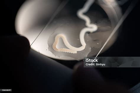 Parasit Atau Cacing Penelitian Adalah Parasit Ikan Air Tawar Di Laboratorium Foto Stok Unduh