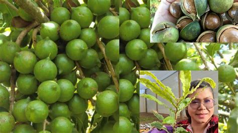 Garden Picks Macadamia At Alesia Lehr Blog