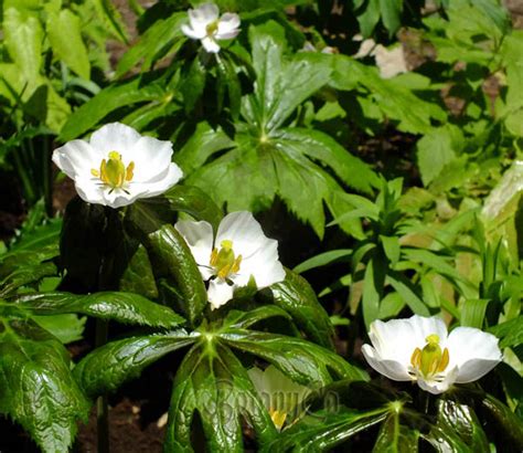 Podophyllum Hexandrum Botanically Inclined Seed Adventures