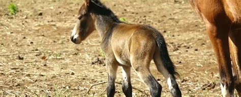 Conoce A Romeo El Mulo Que Enamora Por Su Belleza