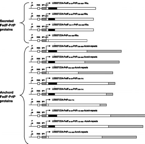 Schematic Representation Of The Different Expression Cassettes Download Scientific Diagram
