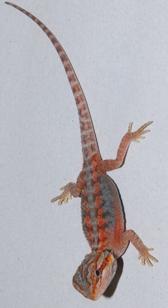 Cb 2012 Translucent Het Hypo Translucent Leather Het Hypo And Red Translucent Silk Het