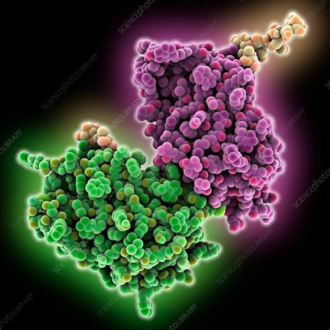 Human Interferon Beta Molecule Stock Image C035 5273 Science Photo Library