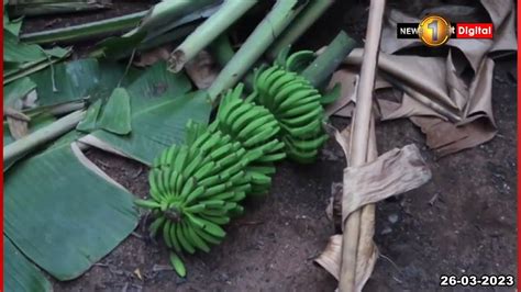 🔺ගලෙන්බිඳුනුවැව භීතියට පත් කරන වන අලි ගැටලුව Youtube