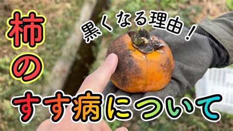 柿が黒くなる原因！すす病について解説しています。 Youtube