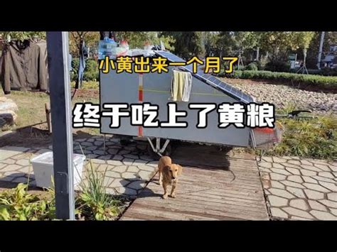 流浪狗小黄被收养跟着我穷游一个月了终于让它吃上了黄粮太不容易了明明在远行 YouTube