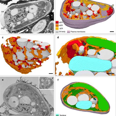 The Three Domains Of The Endoplasmic Reticulum Er A Em Photographs