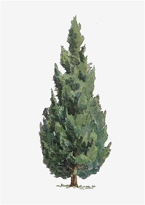 松树手绘免抠素材新图网 松树 手绘 柏树 花瓣网