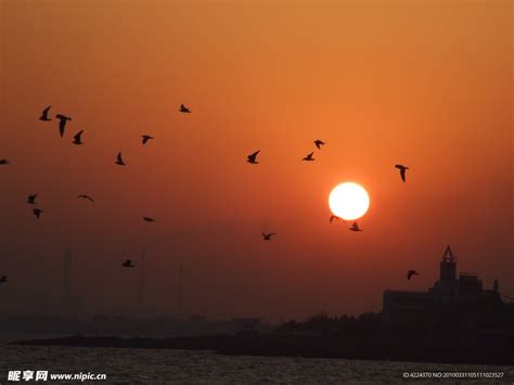 翱翔海鸥夕阳伴摄影图 自然风景 旅游摄影 摄影图库 昵图网nipic
