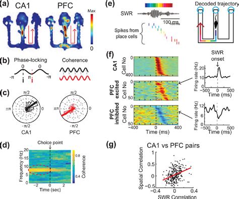 Figure 2 From Multiple Modes Of Hippocampalprefrontal Interactions In