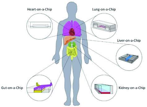 Human On A Chip Scheme Download Scientific Diagram