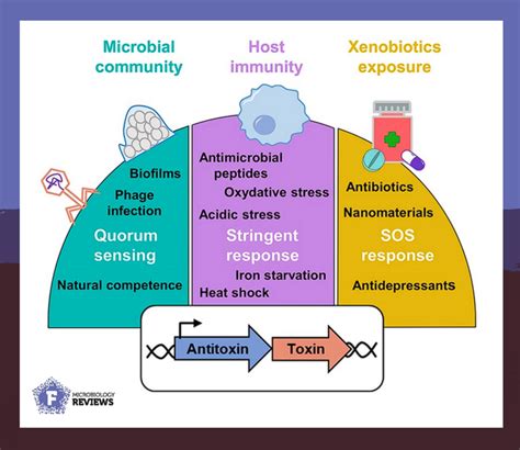 Toxin Antitoxin Systems As Survival Tools For Bacteria