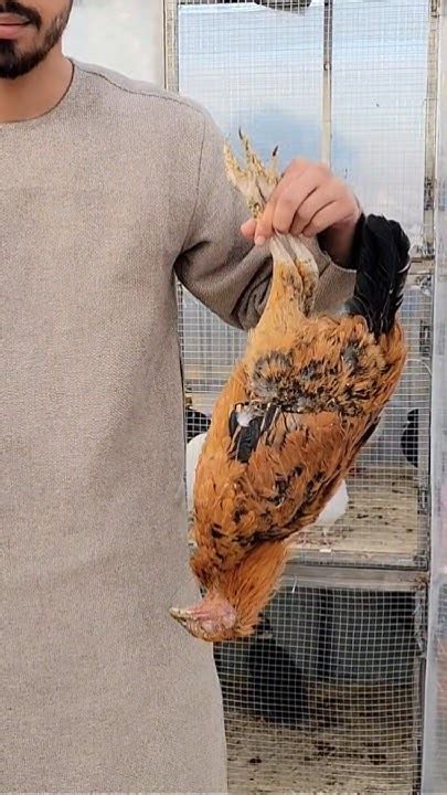 دو تا زیبا ترین مرغ های ماکیان به خاطر مریضی ازبین رفت Youtube