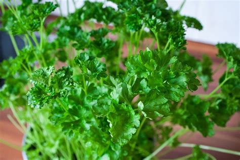 Everything You Need To Know About Growing Parsley Garden Beds